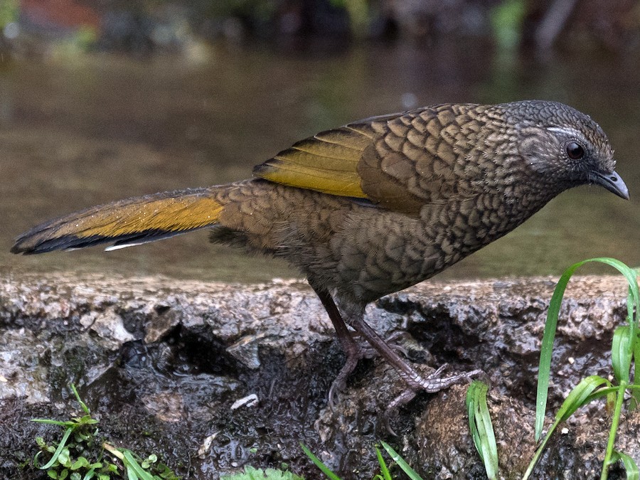 Scaly Laughingthrush - eBird