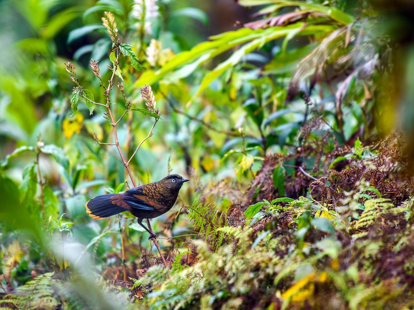 Blue-winged Laughingthrush - eBird