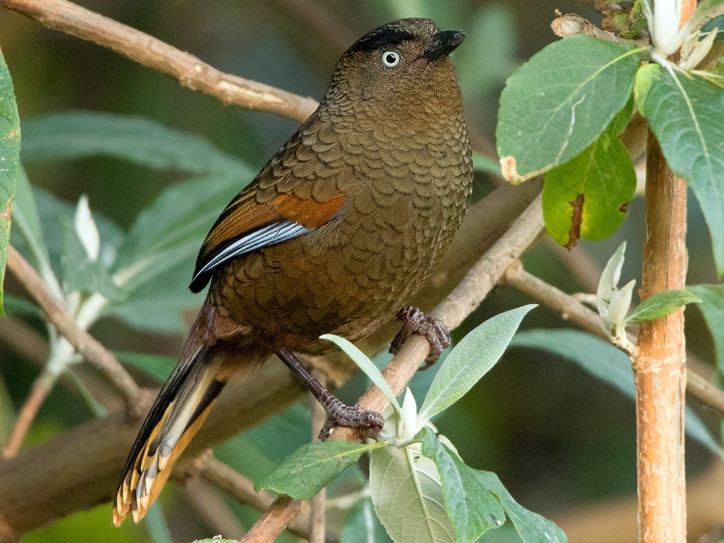 Blue-winged Laughingthrush - eBird