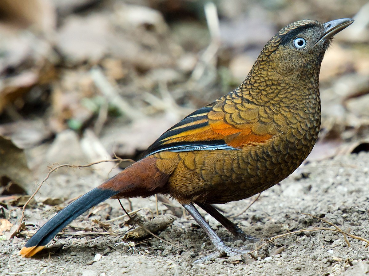 Blue-winged Laughingthrush - Trochalopteron squamatum - Birds of the World