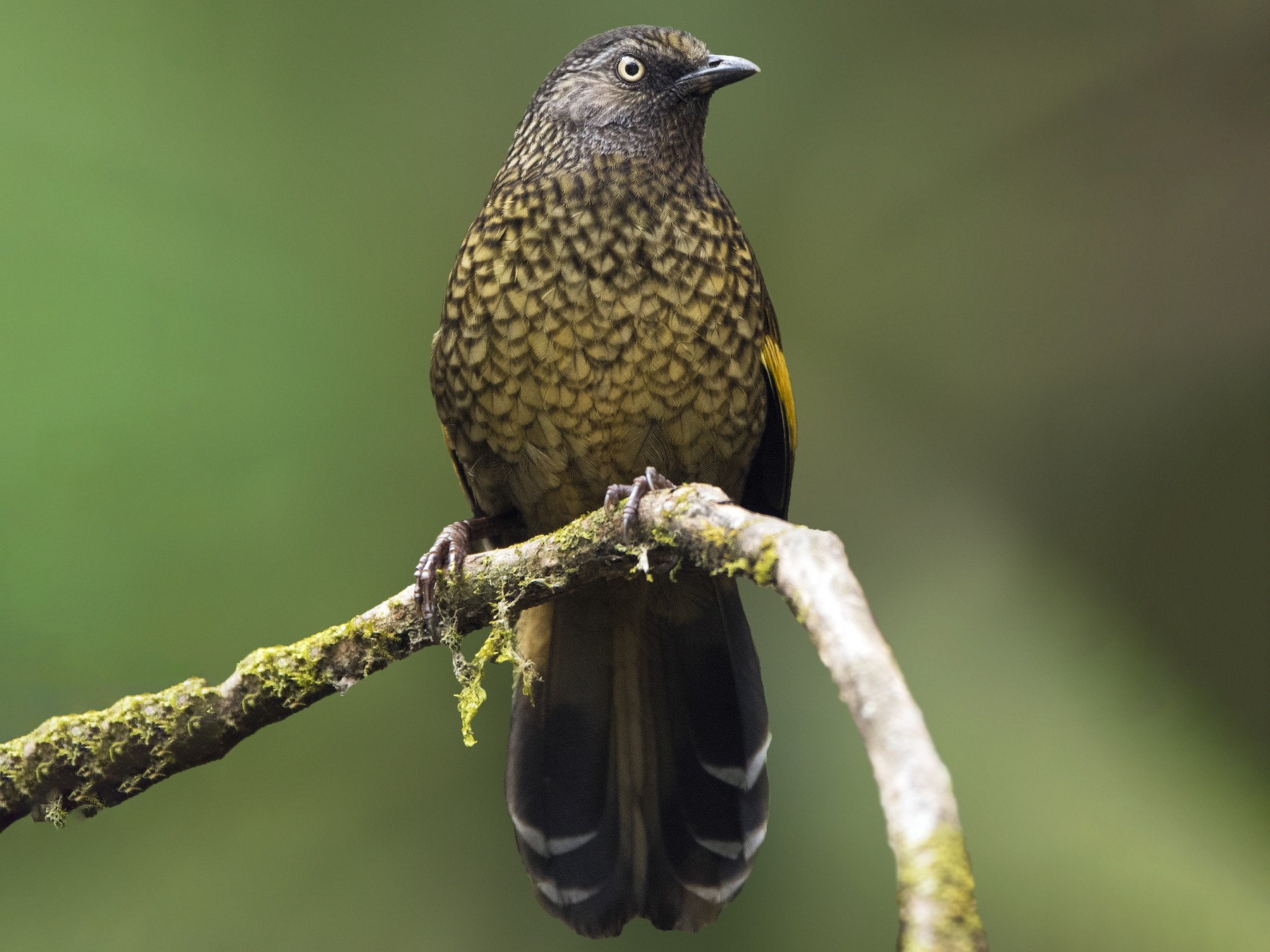 Scaly Laughingthrush - eBird