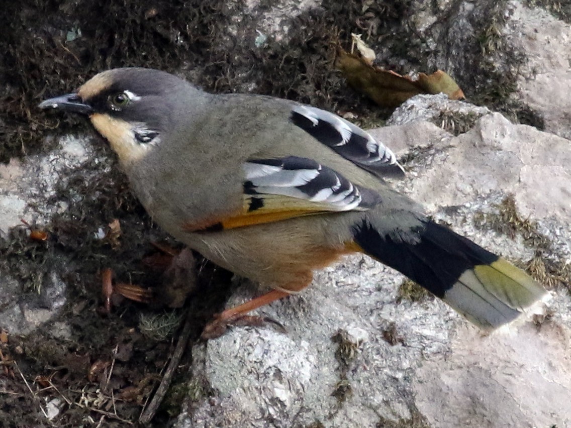 Variegated Laughingthrush - eBird