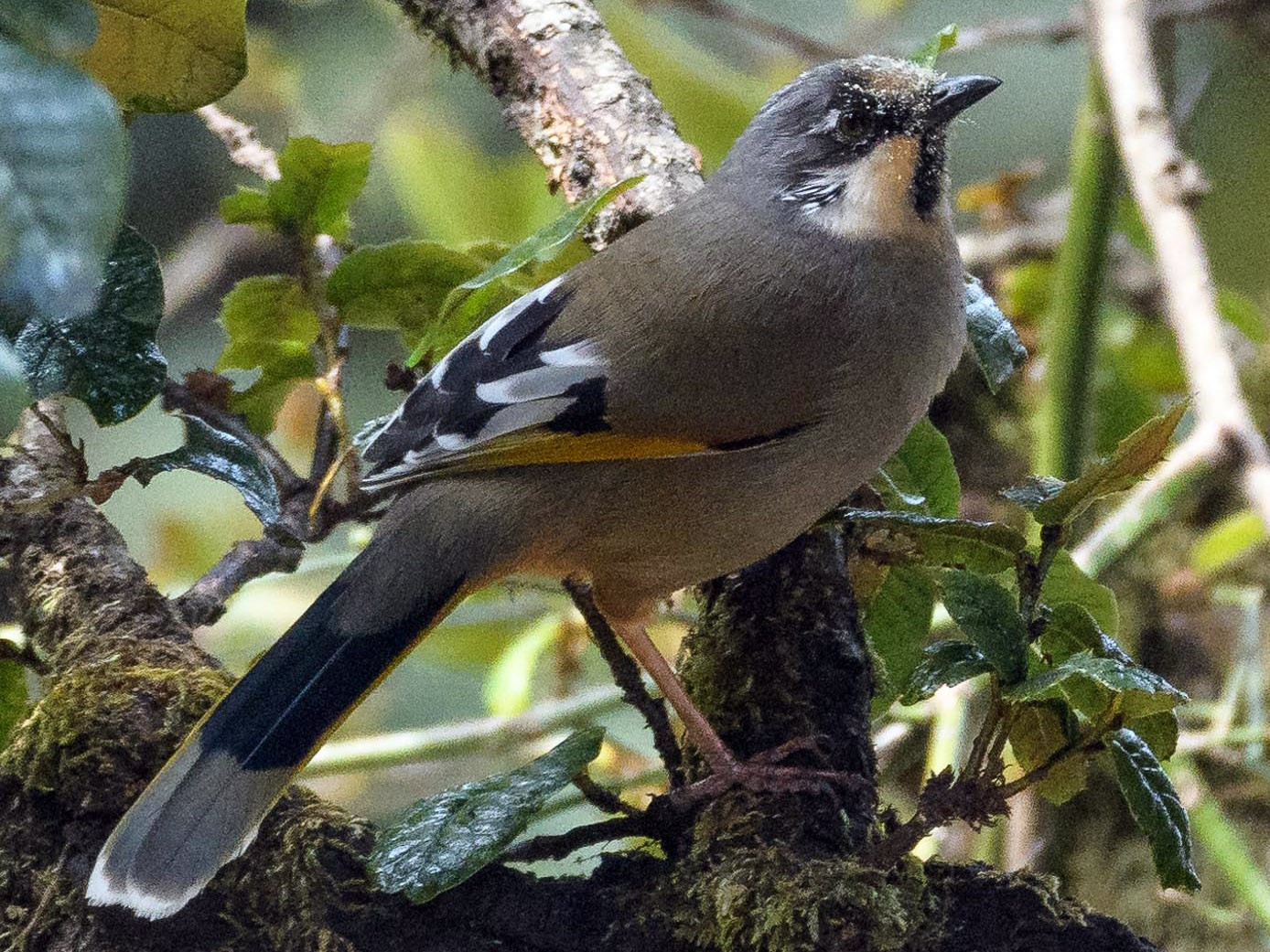 Variegated Laughingthrush - eBird