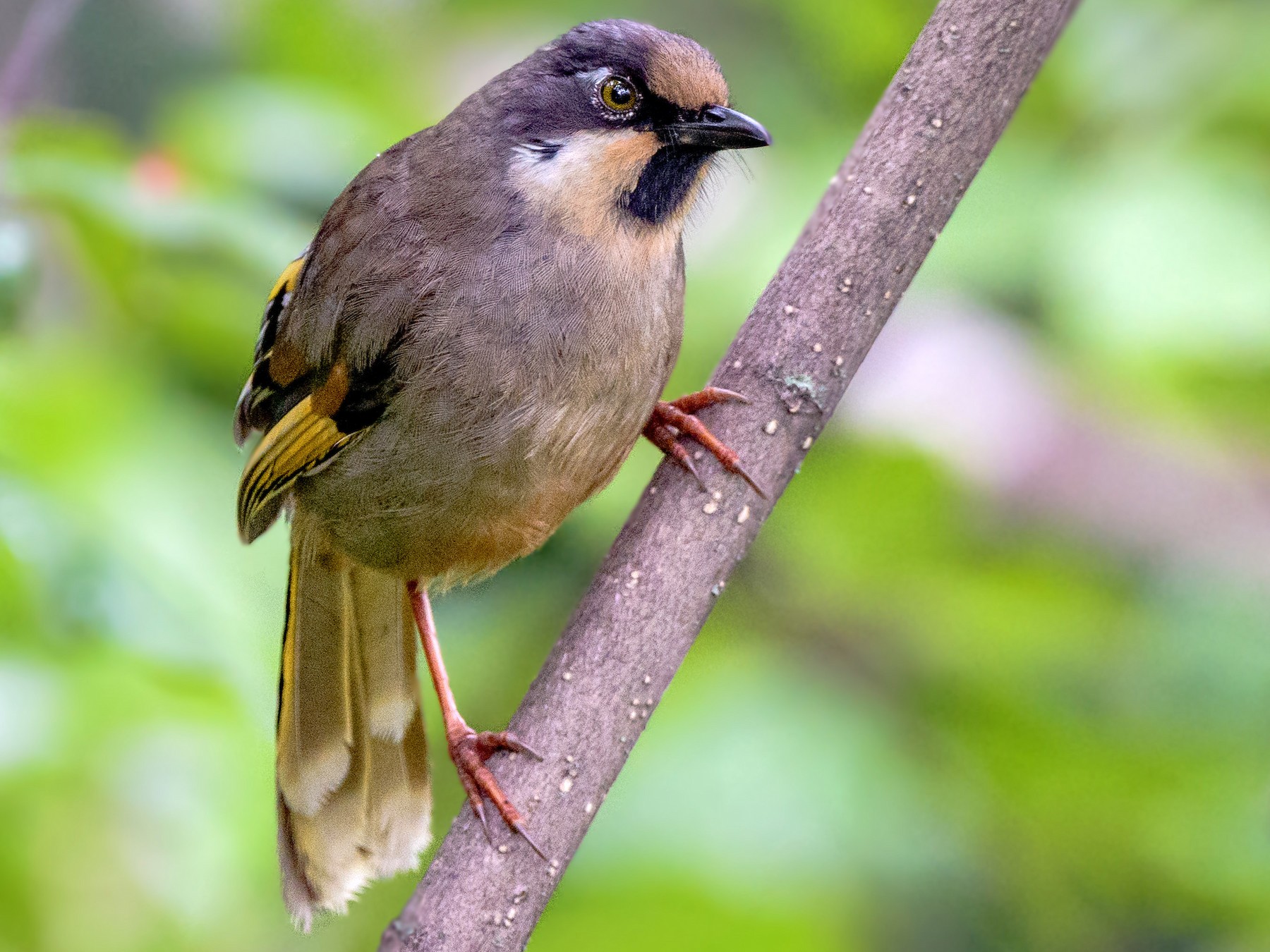 Variegated Laughingthrush - eBird