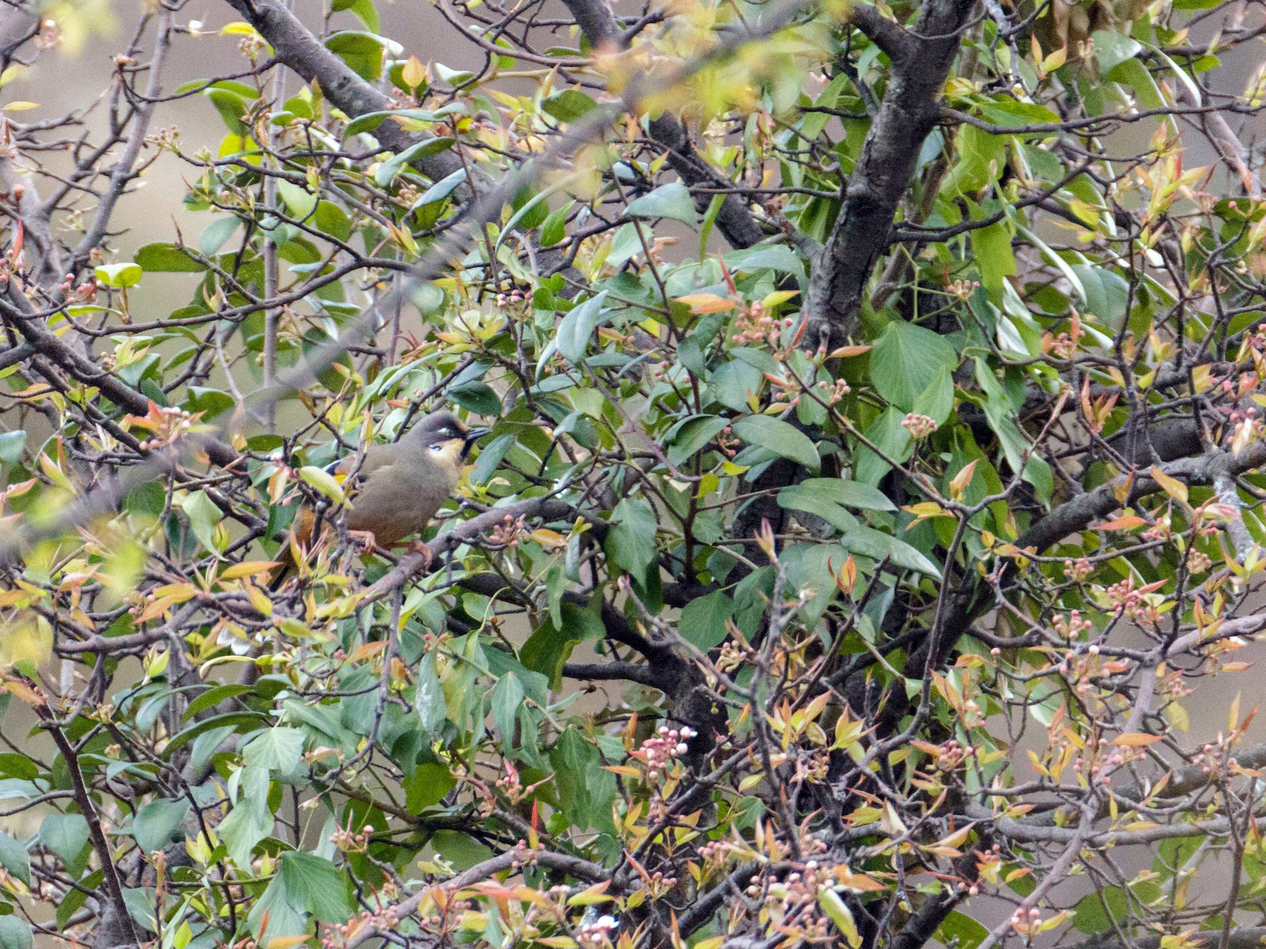 Variegated Laughingthrush - eBird