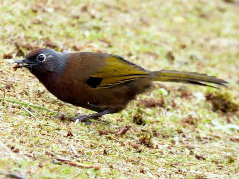 Chestnut-crowned Laughingthrush - eBird