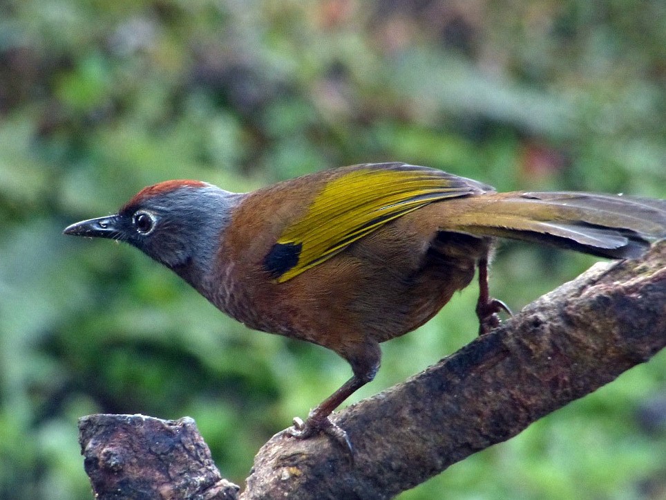 Chestnut-crowned Laughingthrush - eBird