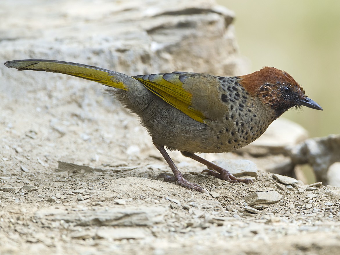 Chestnut-crowned Laughingthrush - eBird