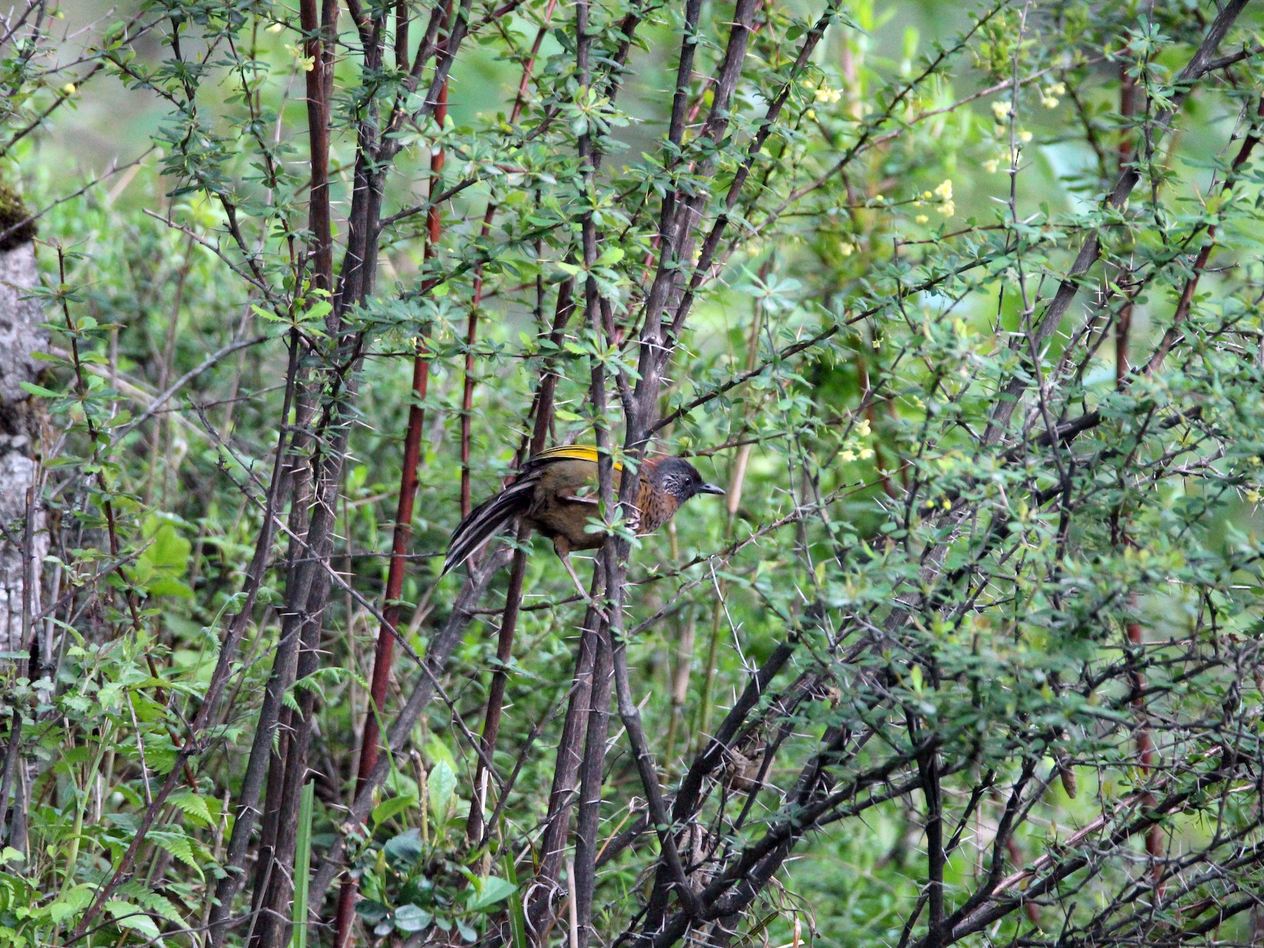 Chestnut-crowned Laughingthrush - eBird