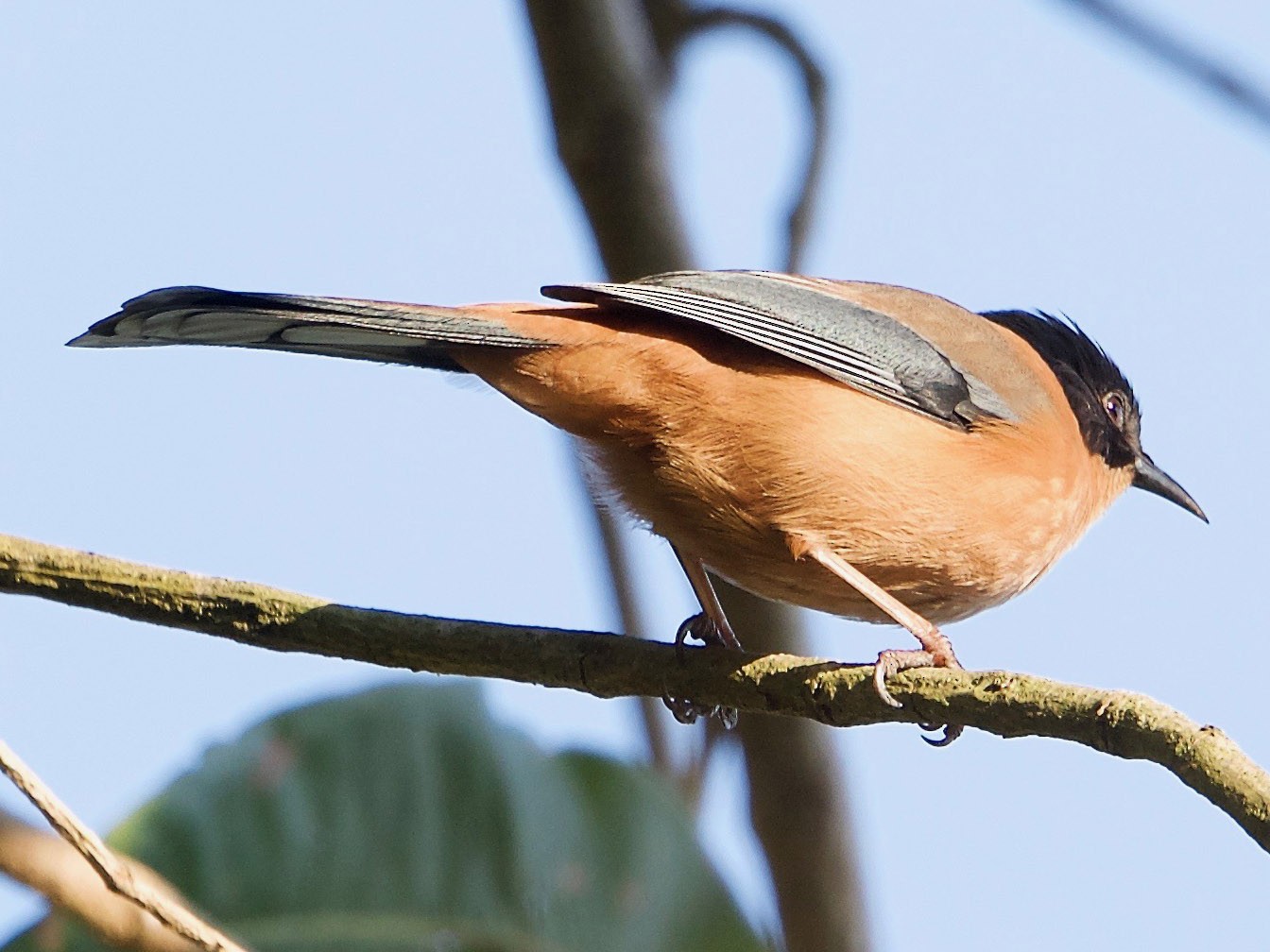 Rufous Sibia - eBird