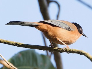 Rufous Sibia - eBird
