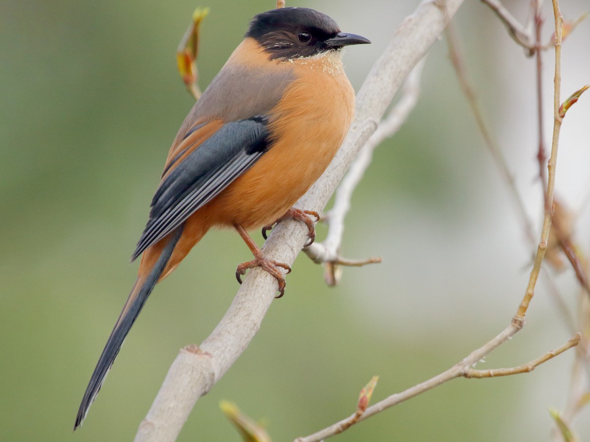Rufous Sibia - Heterophasia capistrata - Birds of the World