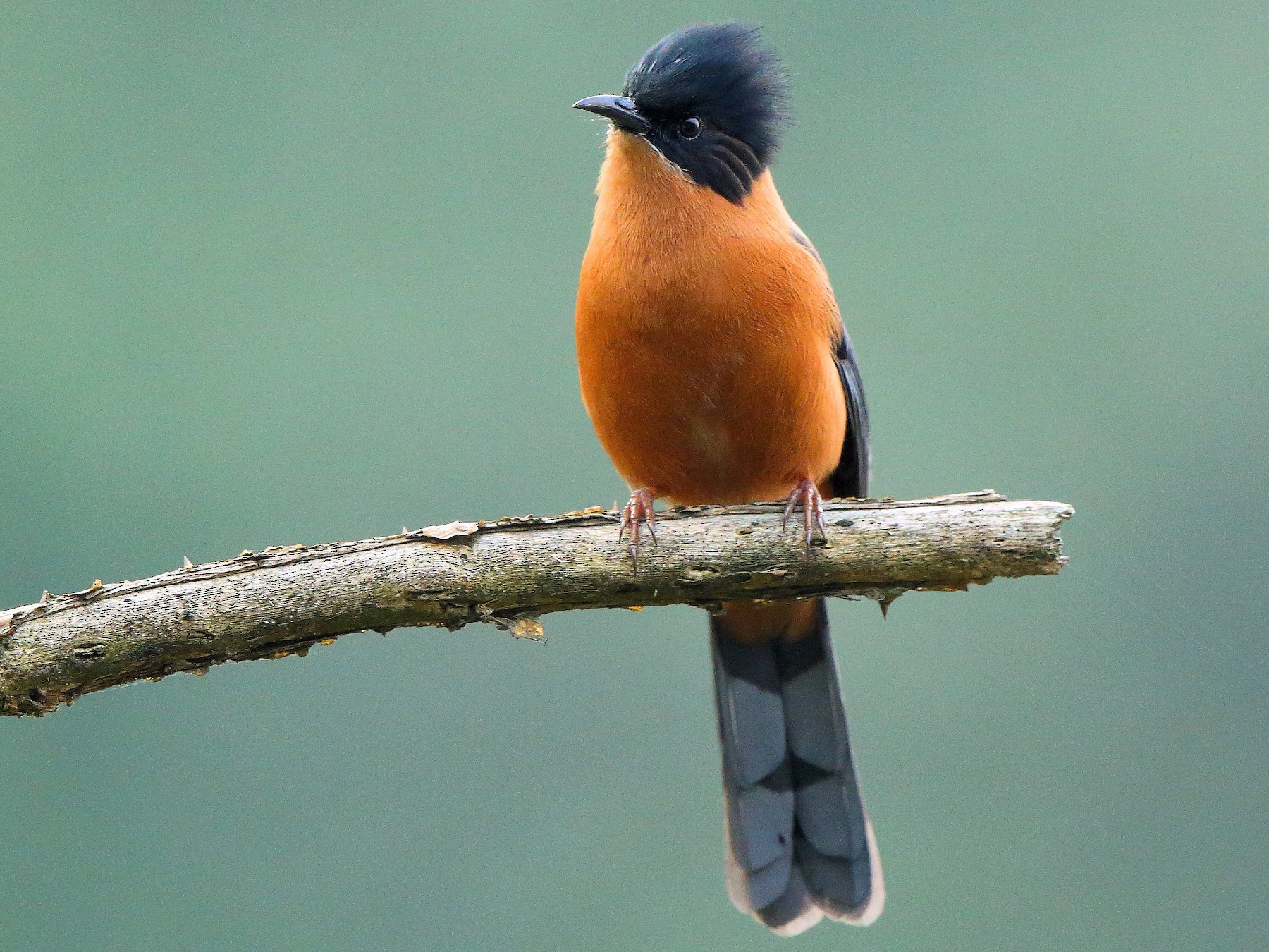 Rufous Sibia - eBird