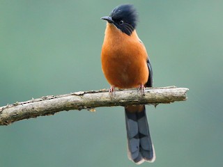 Rufous Sibia - eBird