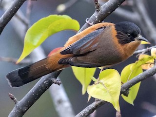 Rufous Sibia - eBird