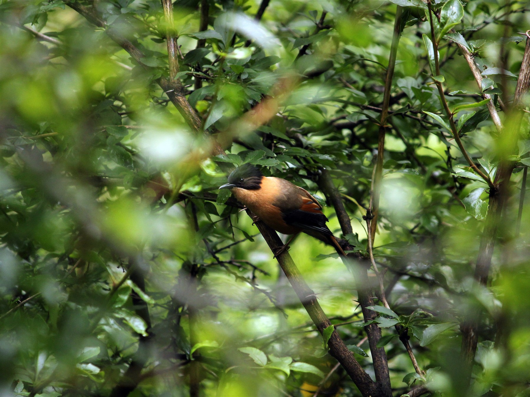 Rufous Sibia - eBird