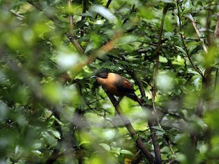 Rufous Sibia - eBird