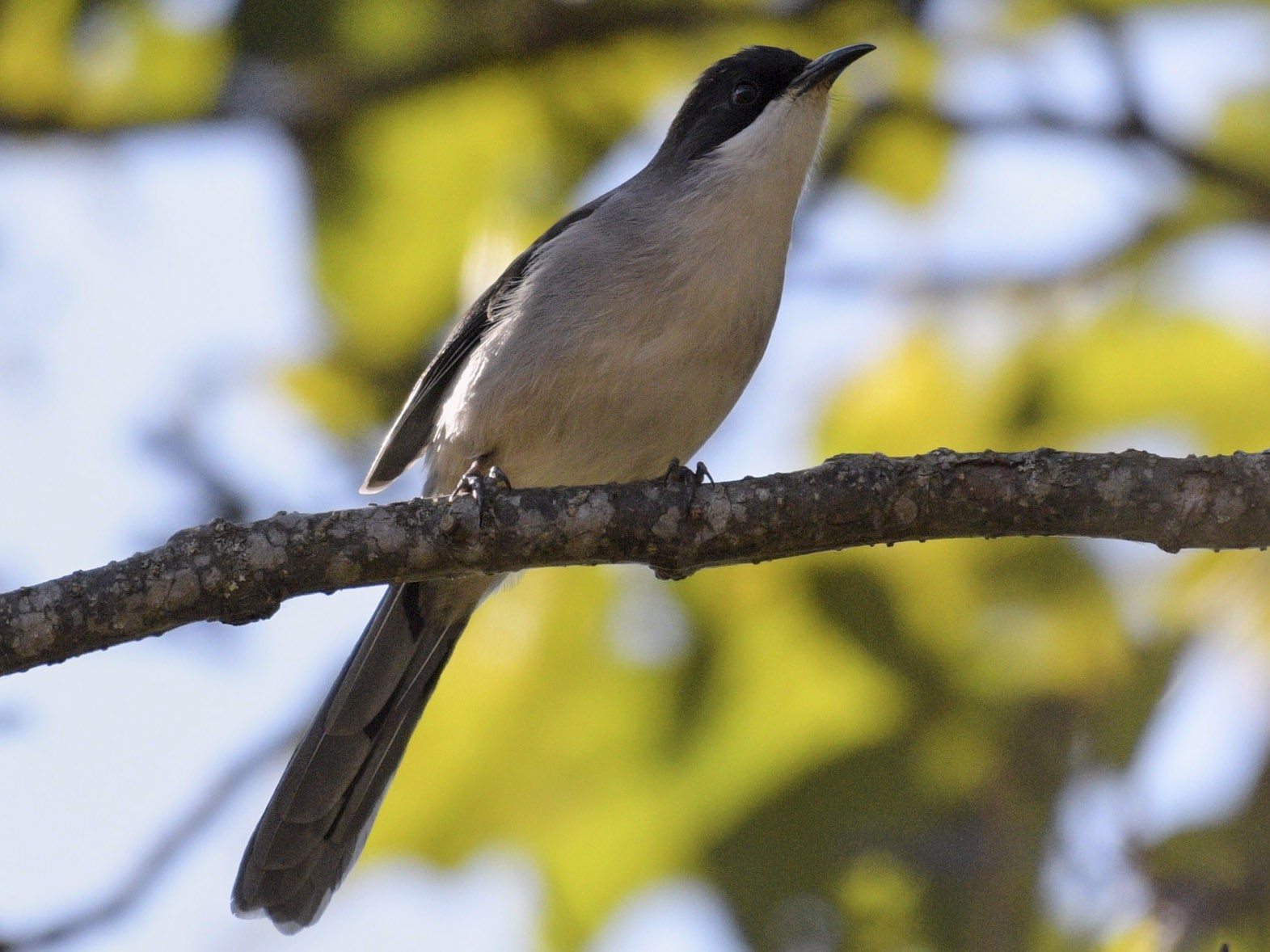 Gray Sibia - eBird