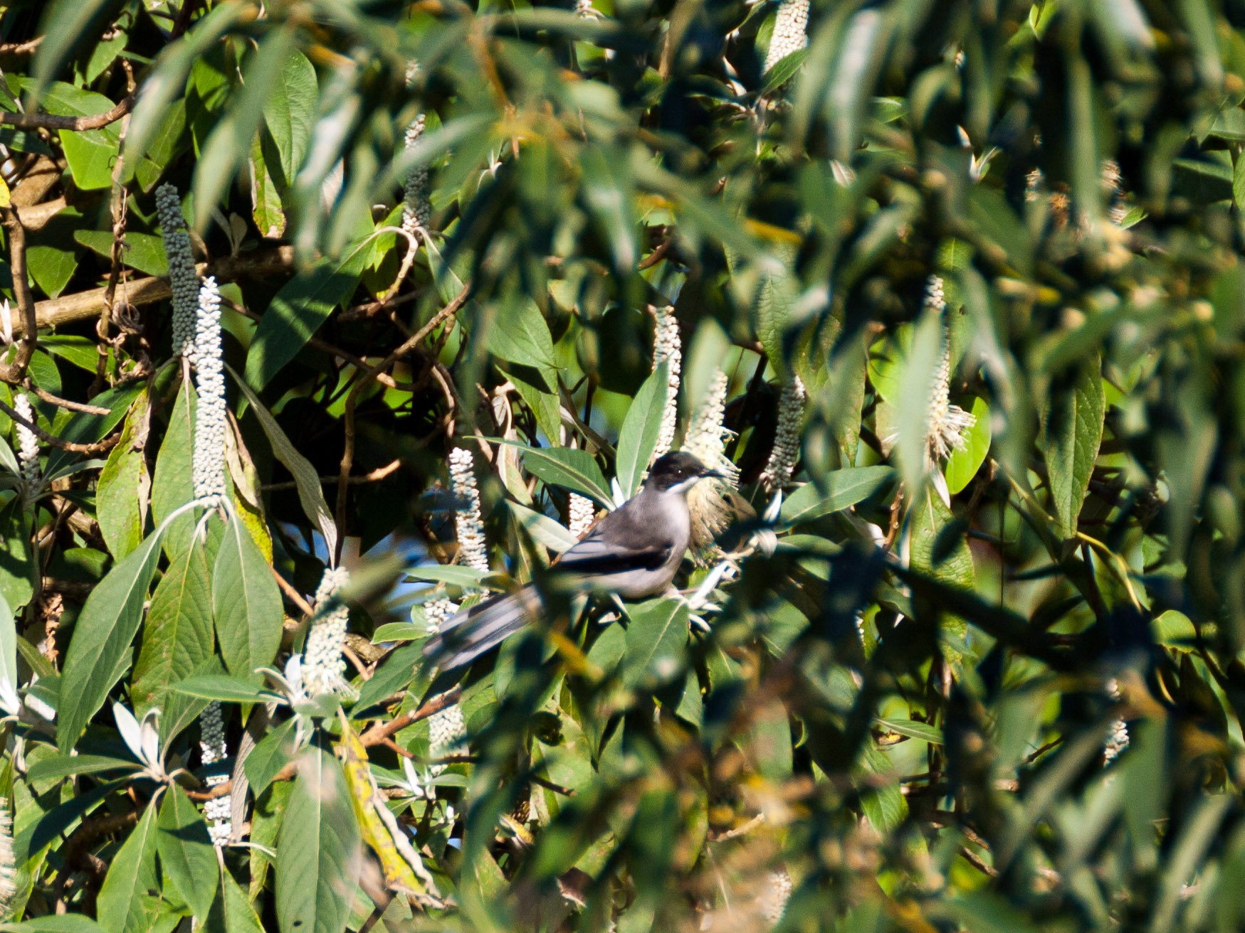 Grey Sibia - eBird