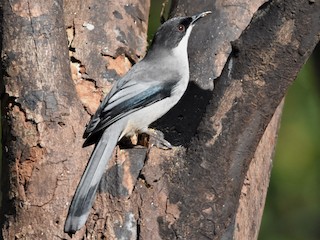 Gray Sibia - eBird