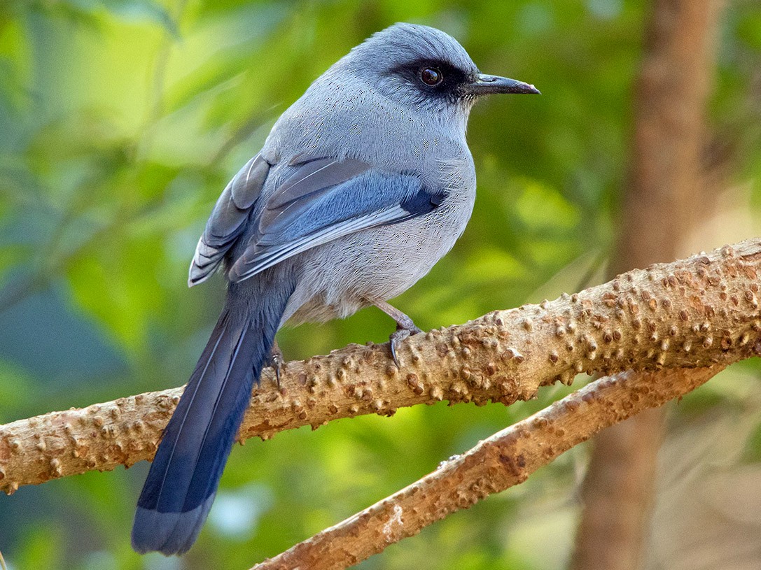 Beautiful Sibia - eBird