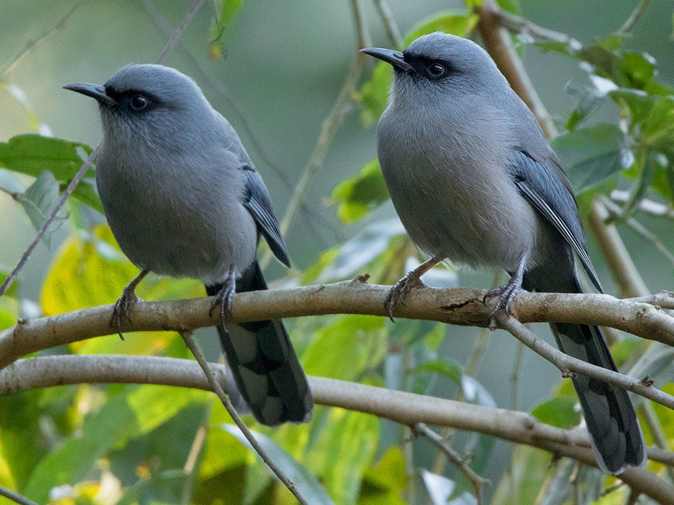 Beautiful Sibia - eBird