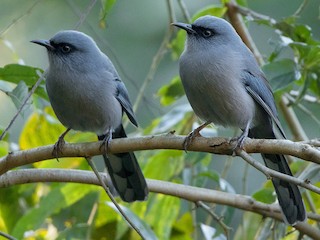 Beautiful Sibia - eBird