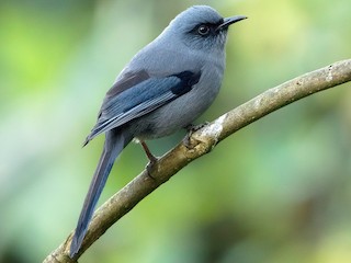 Beautiful Sibia - eBird