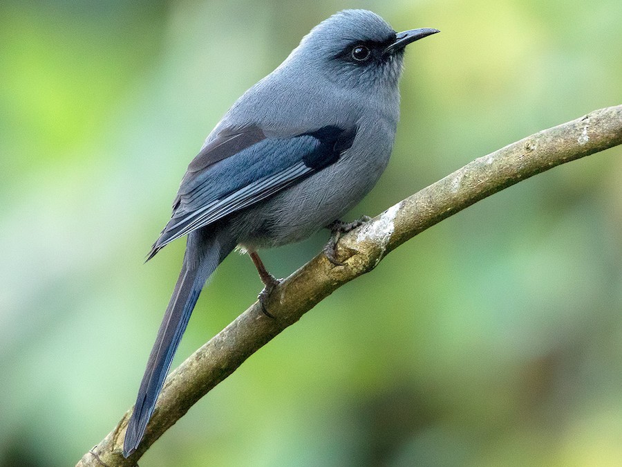 Beautiful Sibia - eBird
