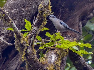 Beautiful Sibia - eBird