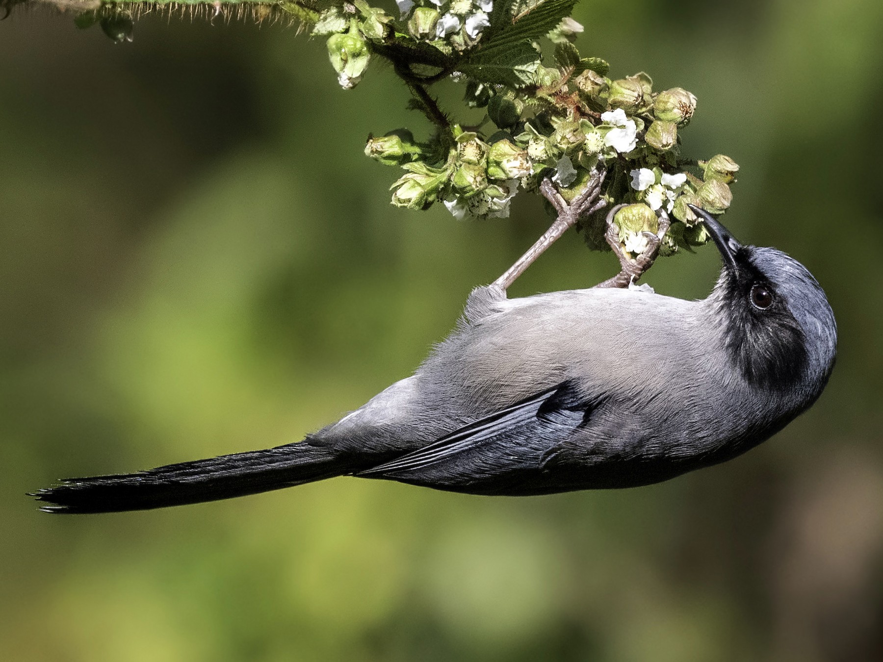 Beautiful Sibia - eBird
