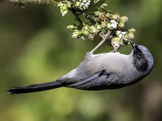 Beautiful Sibia - eBird