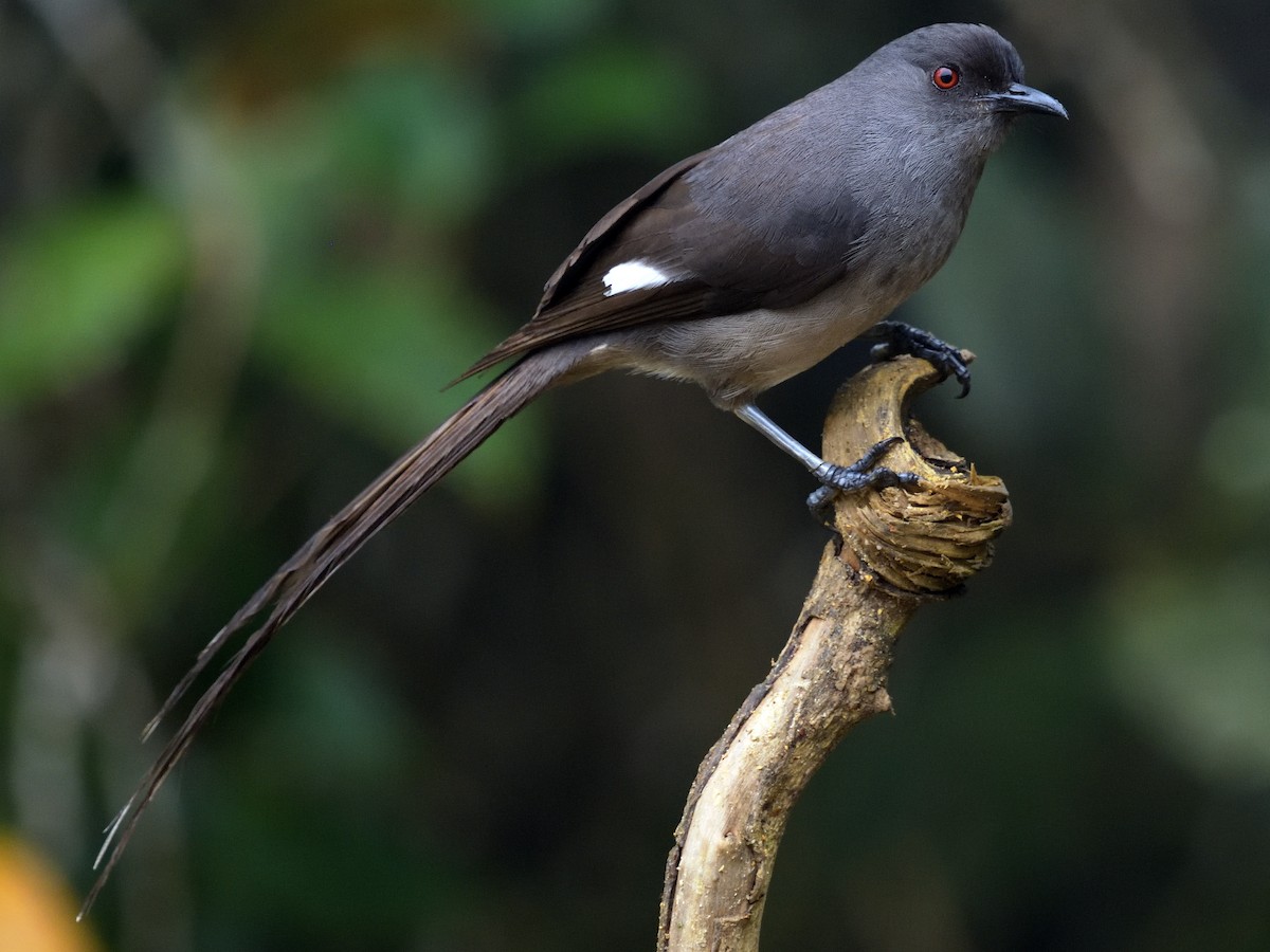 Long-tailed Sibia - Heterophasia picaoides - Birds of the World