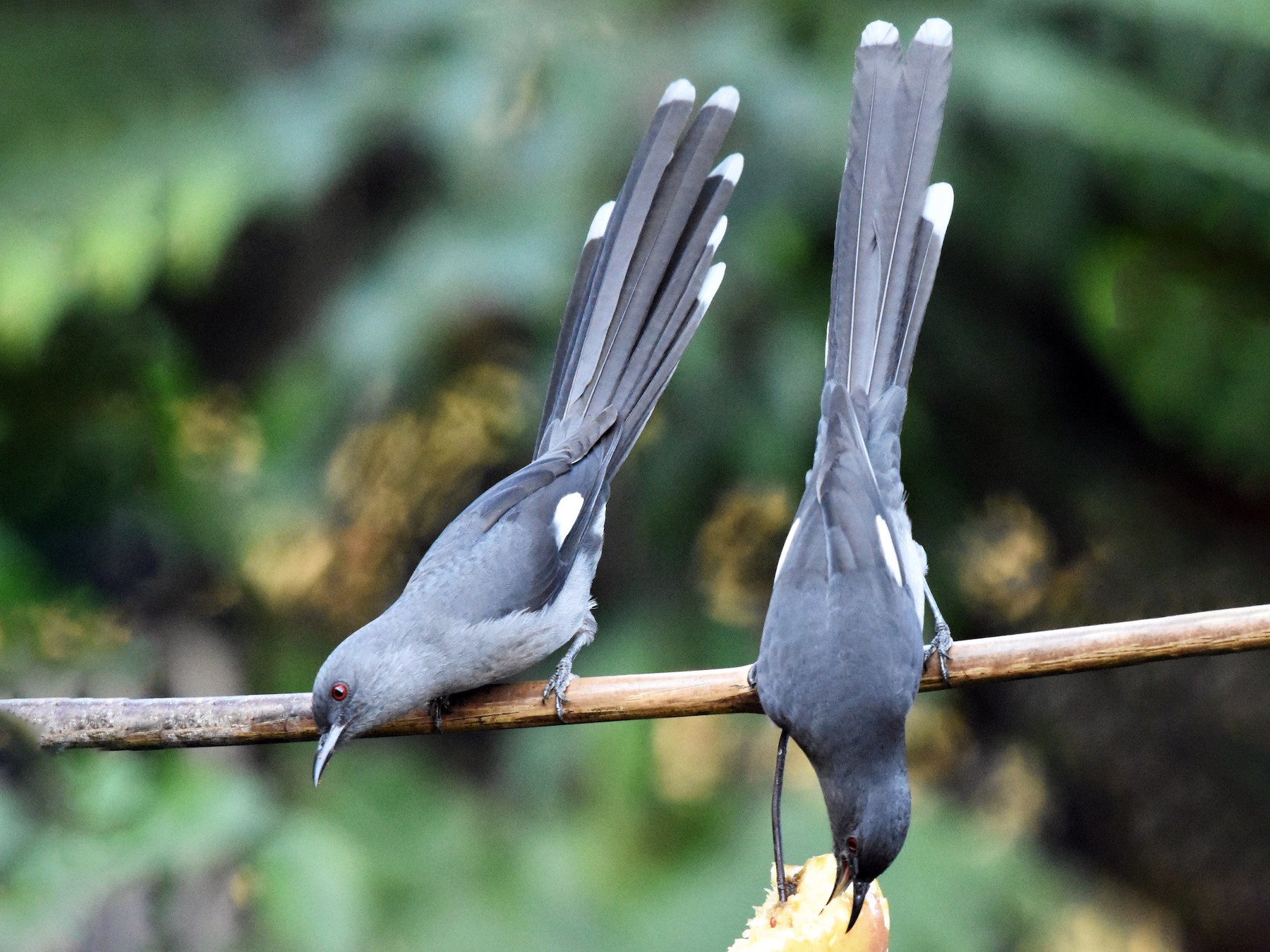 Long-tailed Sibia - eBird