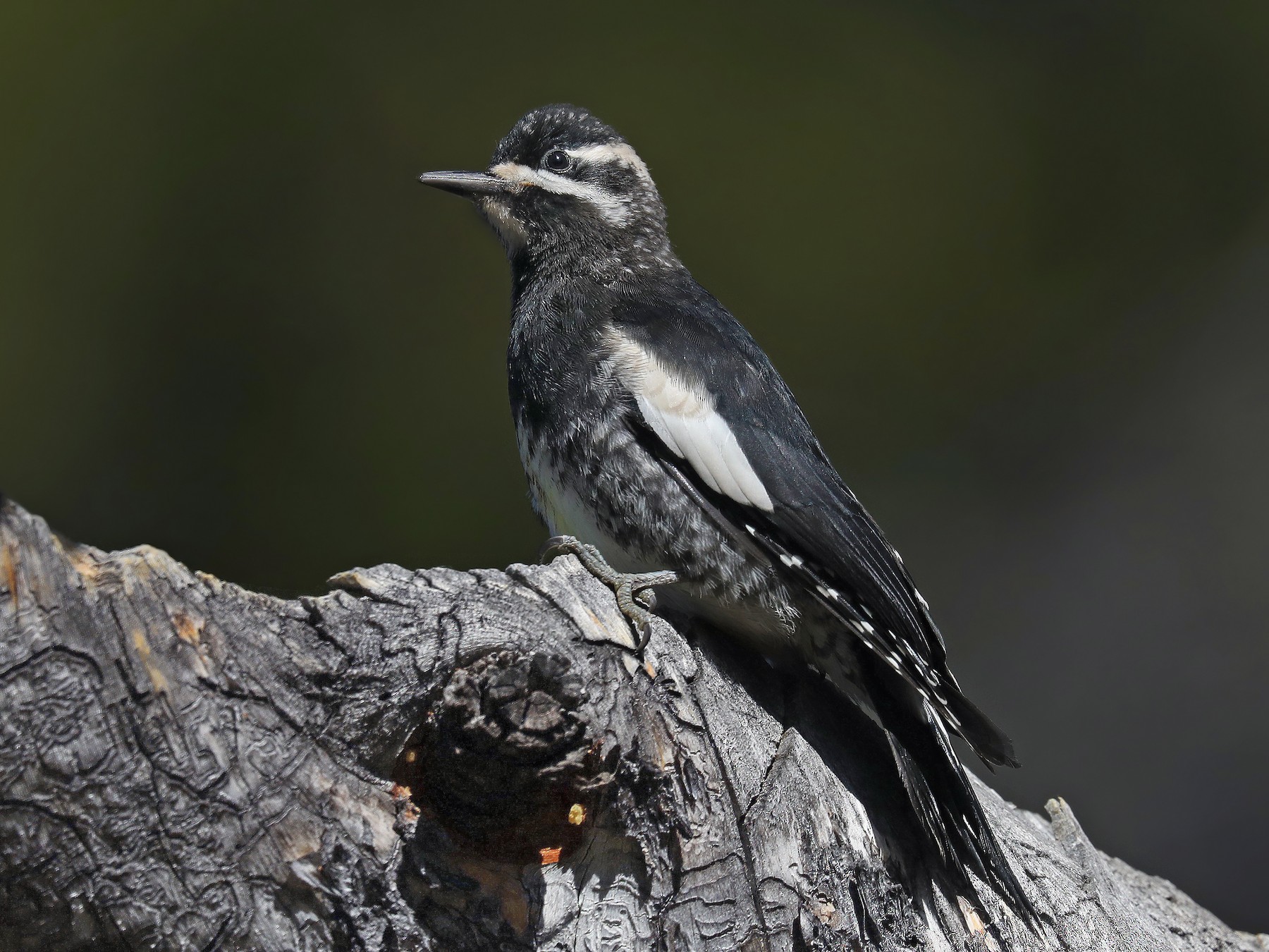 Williamson's Sapsucker - eBird