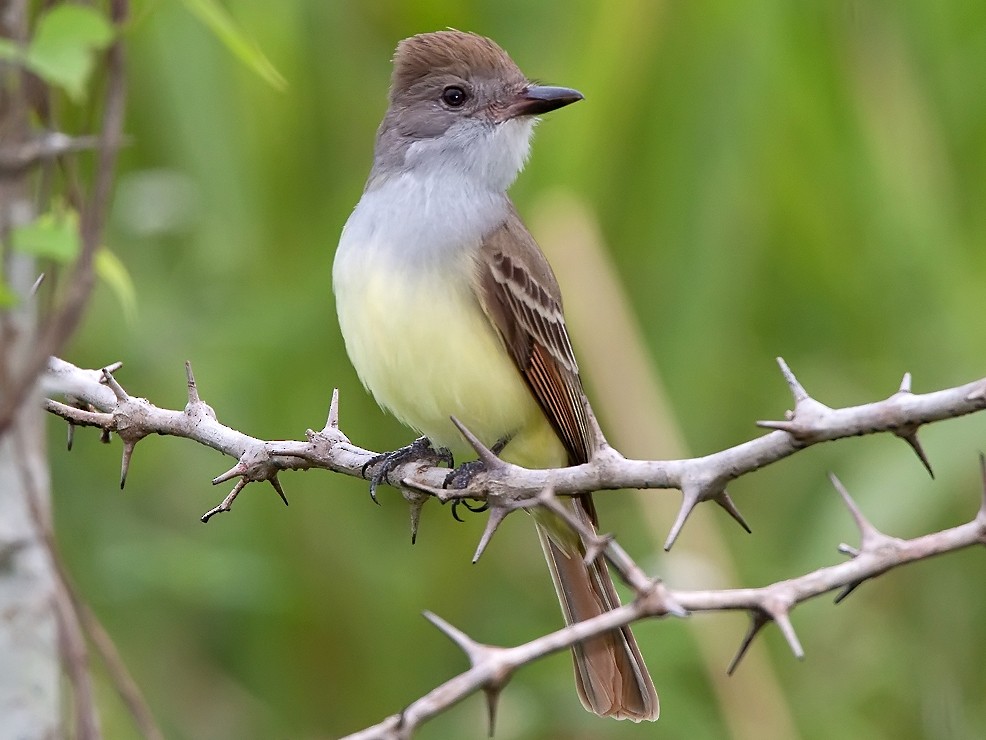 Brown-crested Flycatcher - eBird