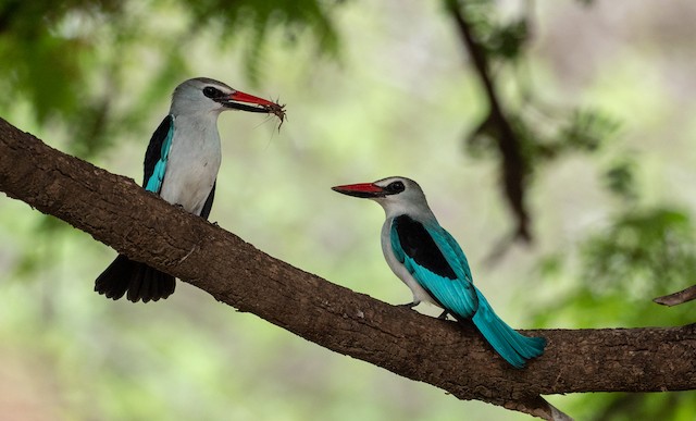 Woodland Kingfisher Migration