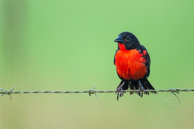 Red Breasted Bird