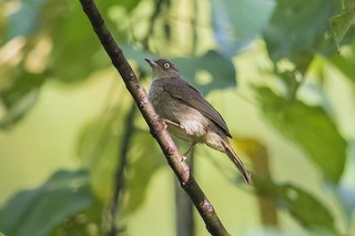Cream-eyed Bulbul - Pycnonotus pseudosimplex - Birds of the World