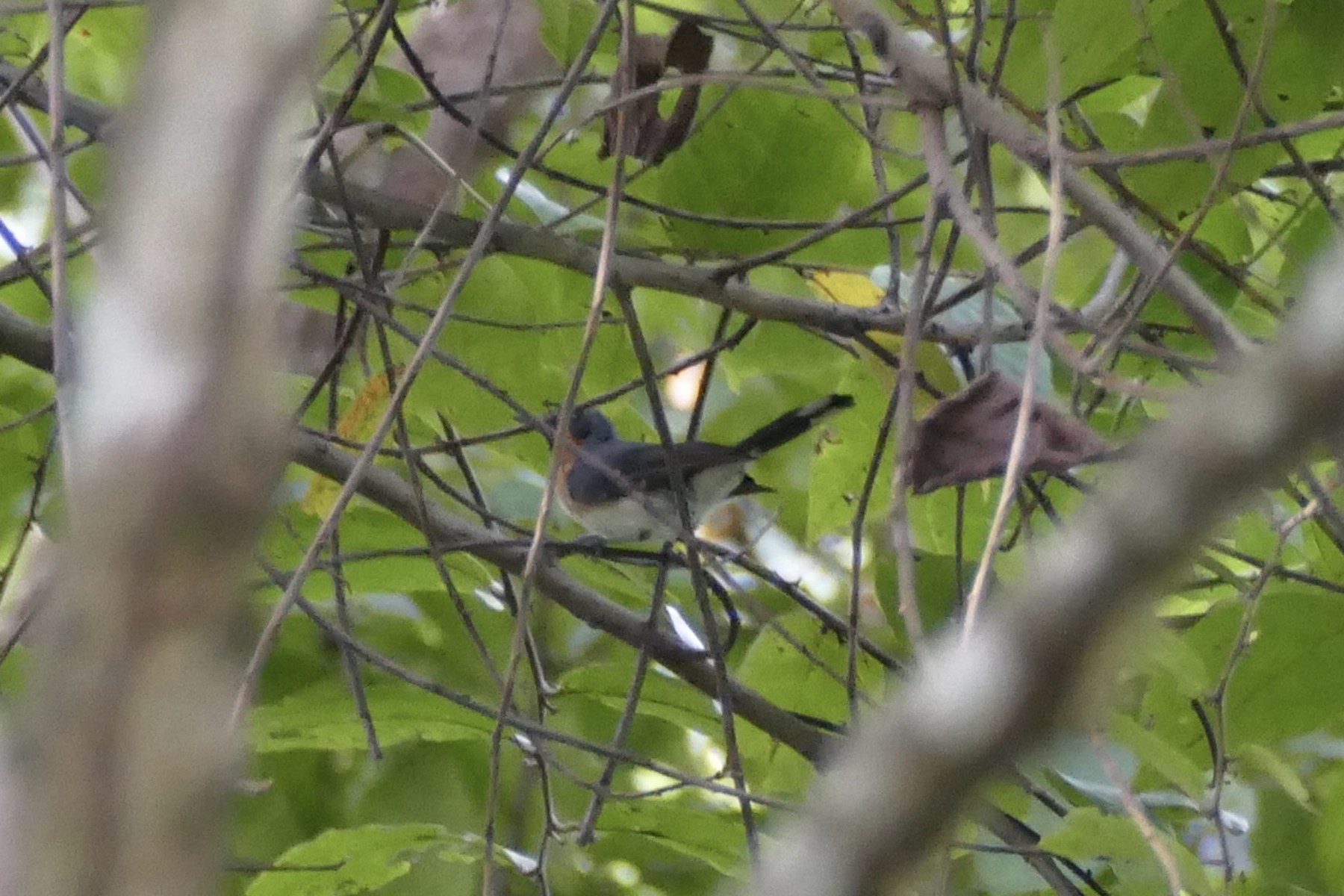 Spectacled Monarch (Obi) - eBird