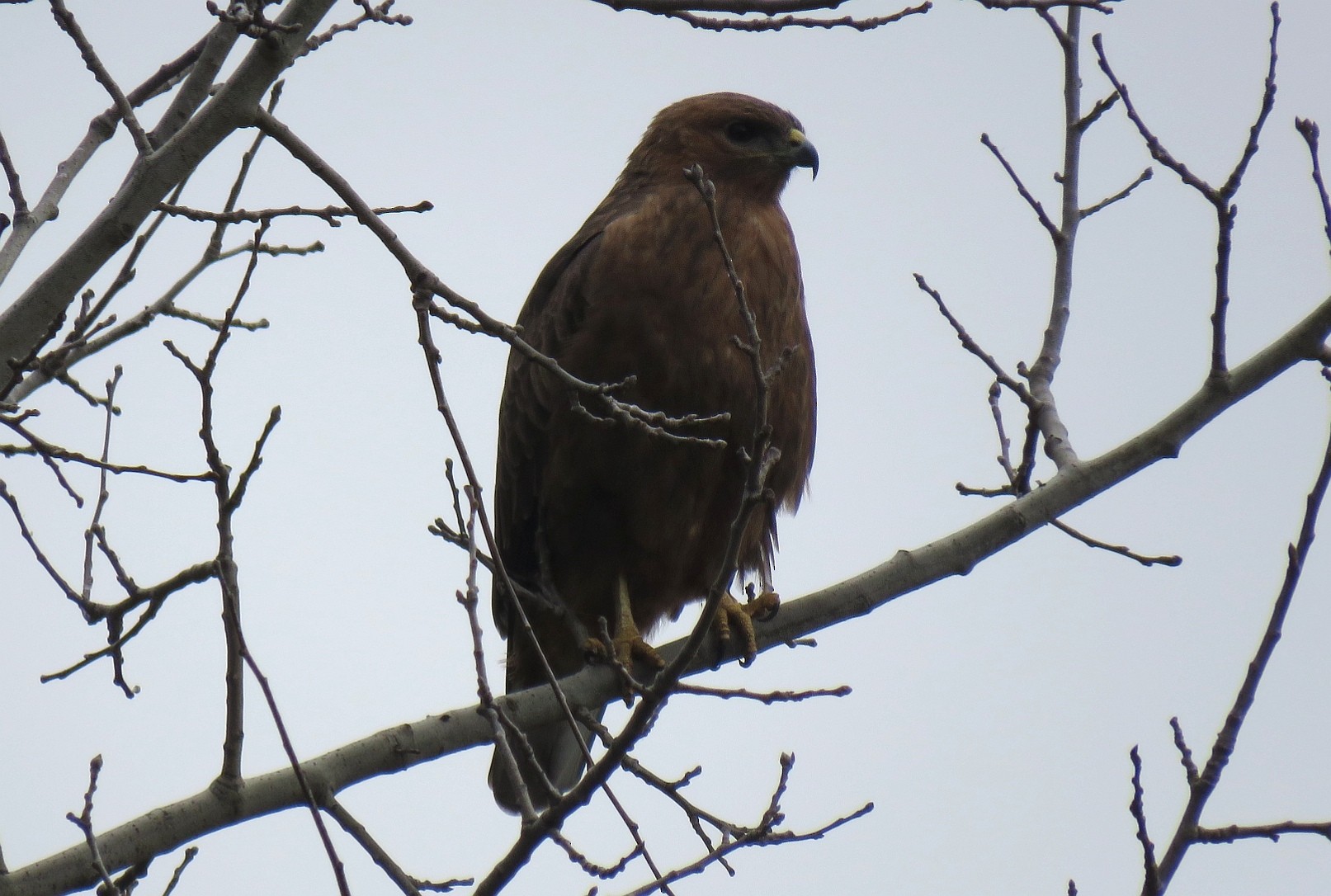 Elgin Buzzard (undescribed form) - eBird