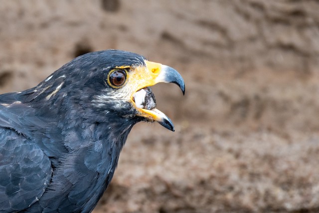 Black Hawks Birds Common Black Hawk | Facebook