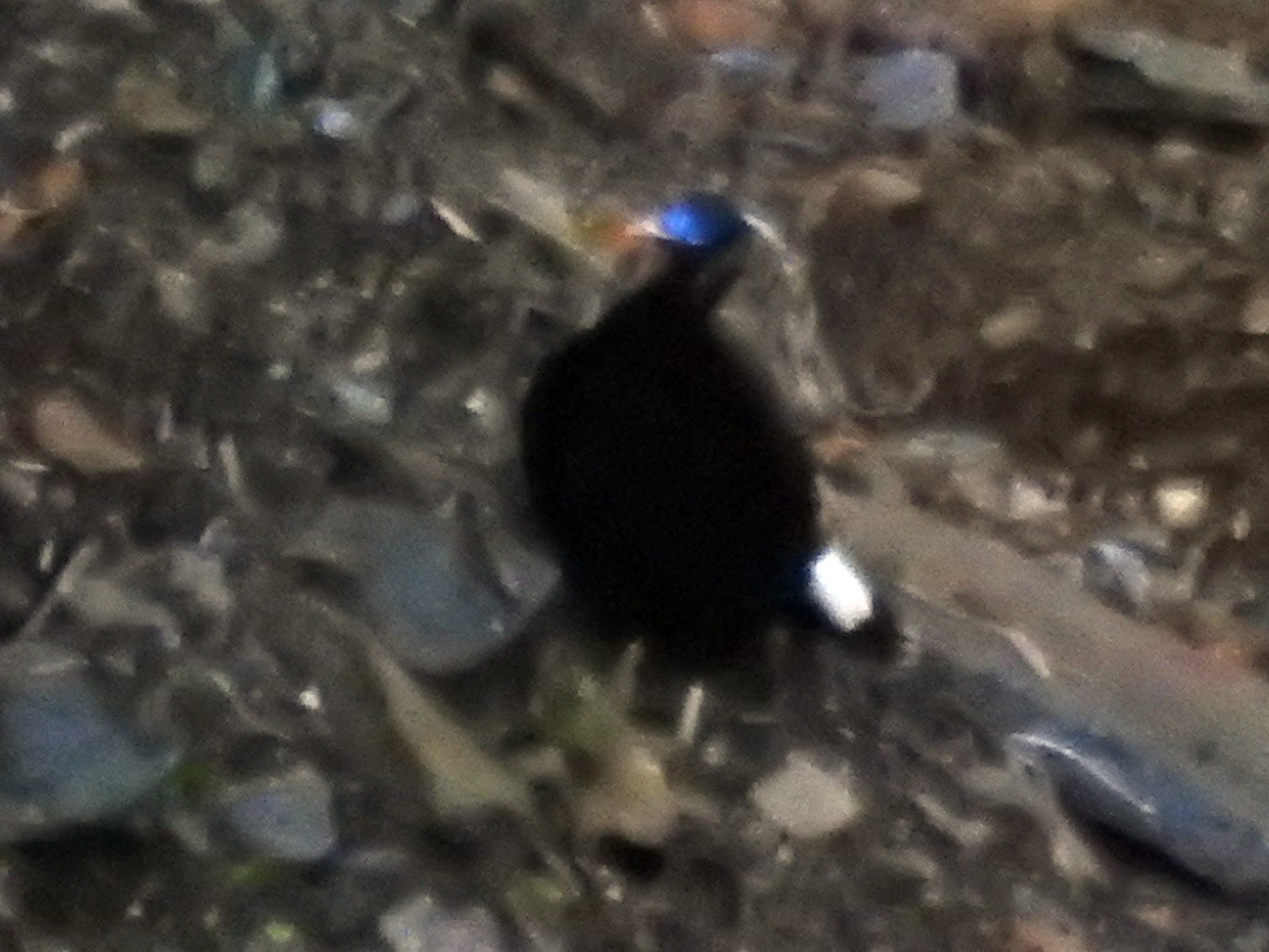 Sclater's Monal - eBird