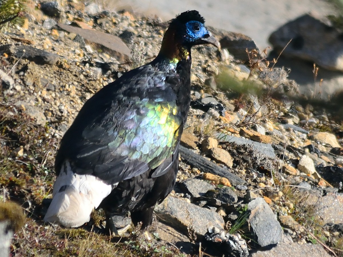Sclater's Monal - Lophophorus sclateri - Birds of the World