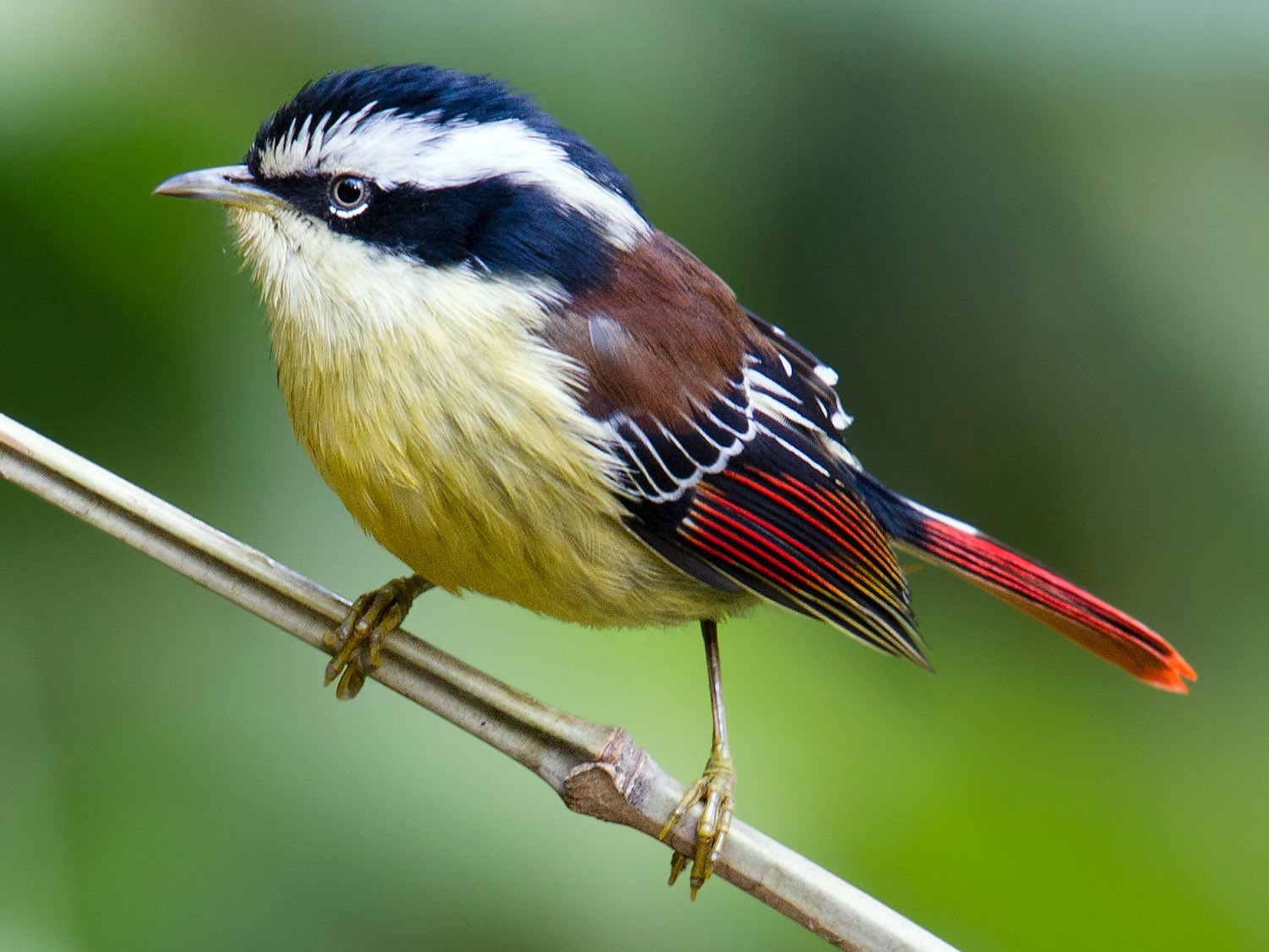 Red-tailed Minla - eBird