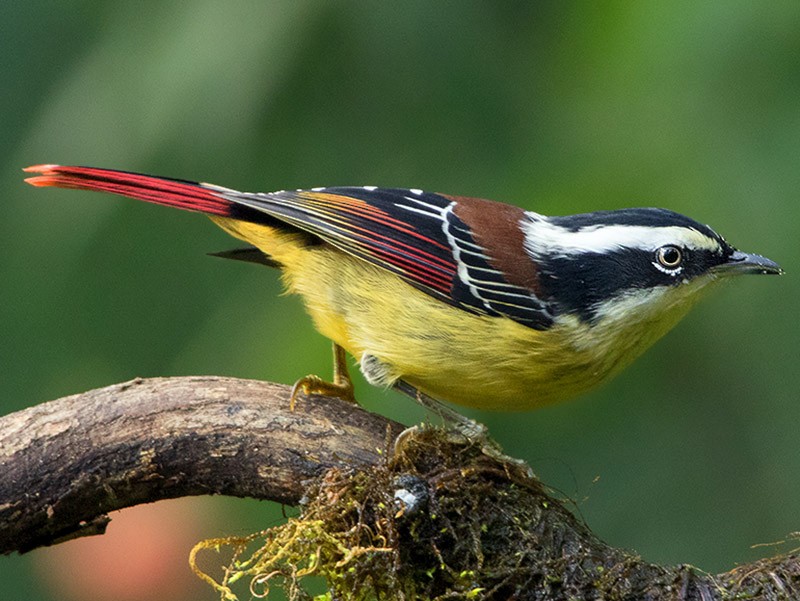 Red-tailed Minla - Minla ignotincta - Birds of the World