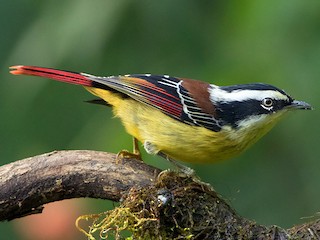 Red-tailed Minla - Minla ignotincta - Birds of the World
