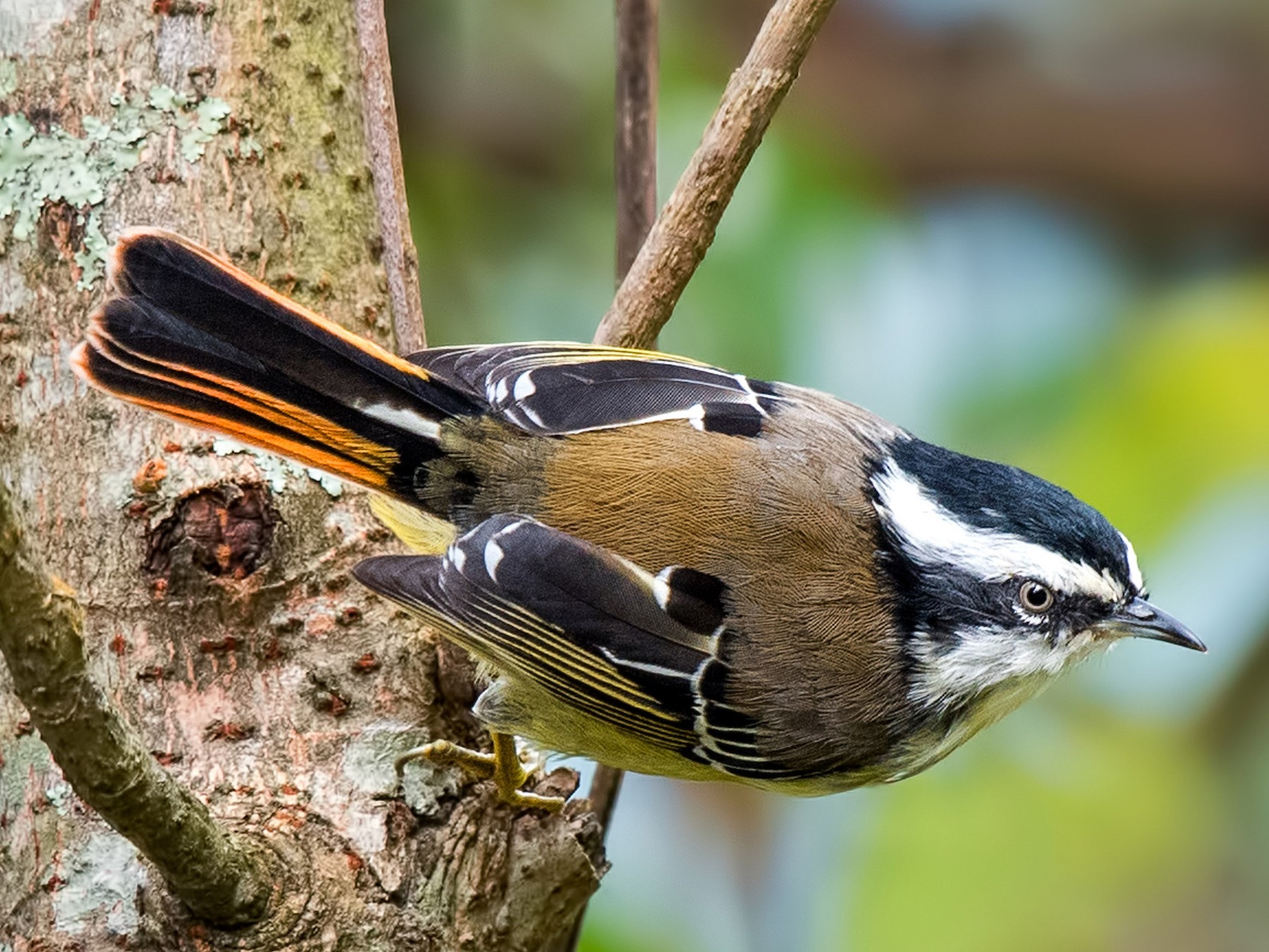Red-tailed Minla - eBird