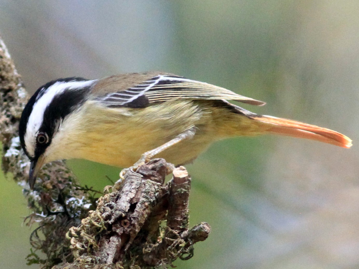 Red-tailed Minla - eBird