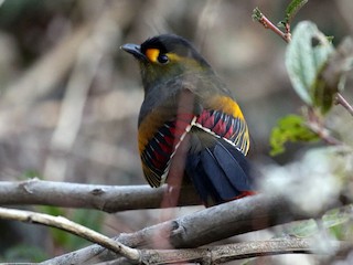 Bugun Liocichla - eBird